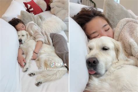 ‘needy Golden Retriever Cuddling Pregnant Owner As She Sleeps Melts