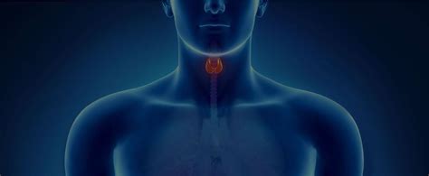 Thyroid Restoration