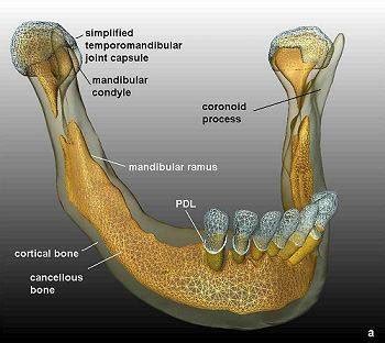 Cortical Bone Teeth