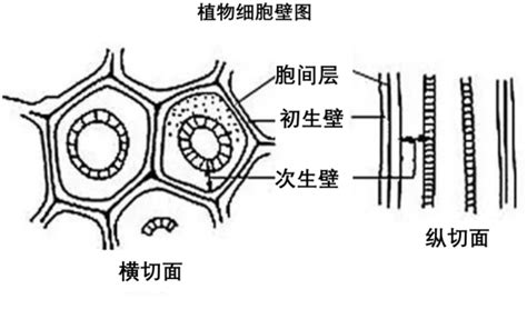 细胞结构 百度百科