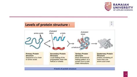 Levels Of Protein Structure Domains Motifs And Folds In Protein