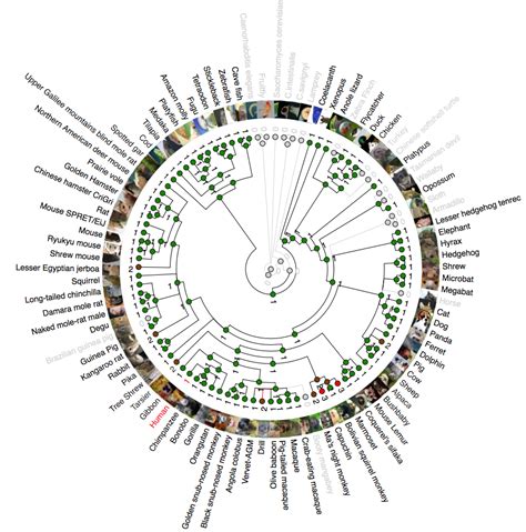 A Comparative Bioinformatic Analysis Of C9orf72 Peerj