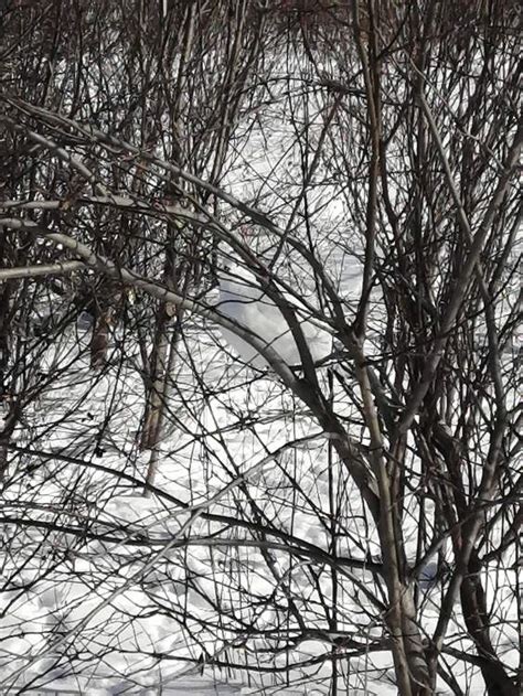 La Perdrix Blanche Page 12 Les Chasseurs Pêcheurs Du Québec Pêche Qc