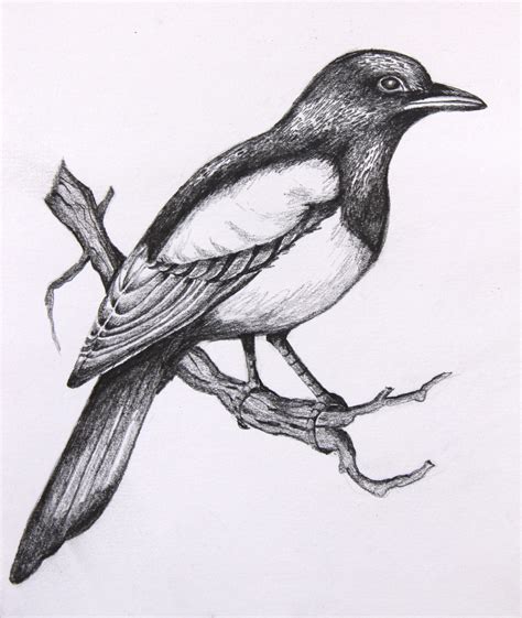 Pencil Sketches Of Birds At Explore Collection Of