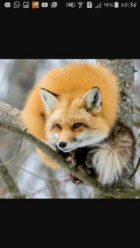 Trix Wiki Miraculous Ladybug Amino