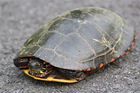 17 Unique Species Of Turtles In Illinois Photos Wildlife Informer