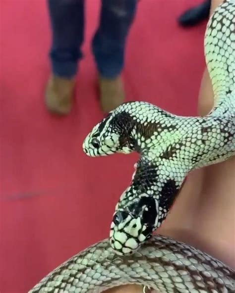 Snake Tattoos Snakes Snake Wallpaper Snaker Snaked Snakers Snake