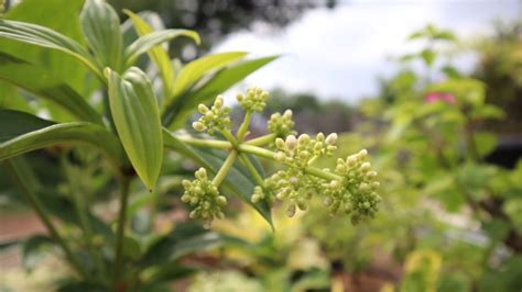How To Plant Grow And Care For Madder Root