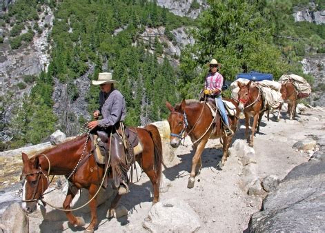 Mules A Key Part Of Yosemites Past And Present Yosemite Park Blog