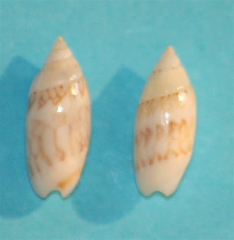 Olivella Dealbata Reeve 1850 Voir Dactylidia Mica Duclos 1835