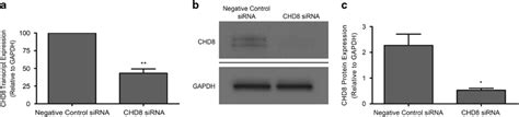 Quantitative Modeling Of Disruptive Mutations In Chd8 A Quantitative