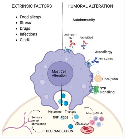 Biomarkers Of Chronic Spontaneous Urticaria Indian Journal Of Skin Allergy