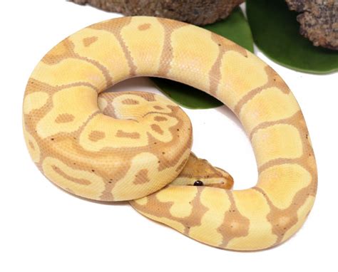 Banana Enchi Bf Bc Male Dynasty Reptiles