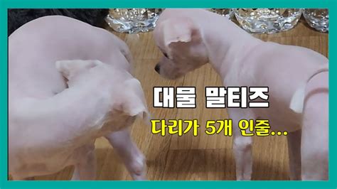 말티즈 대물 중 대물 다리가 5개 인줄 움직이질 못해 YouTube