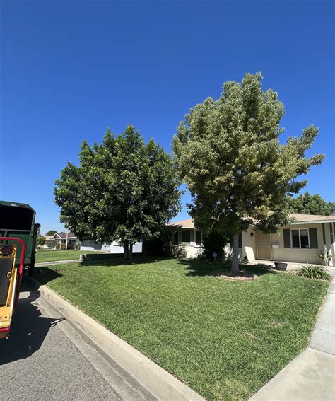 Ornamental Olive Tree Pruning Rarborists