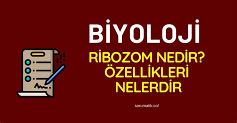 Ribozom Özellikleri Nelerdir Sorumatik