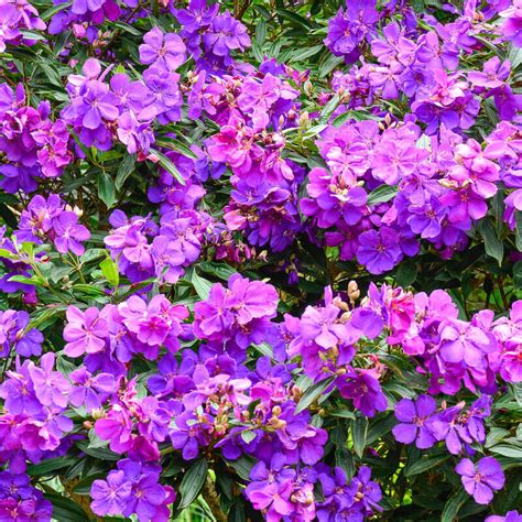 Plants Of Glory Bush Tibouchina Urvilleana The Original Garden