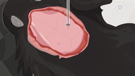 Vídeo Injeção Viral Estereotáxica Para Edição De Genes Neuronais