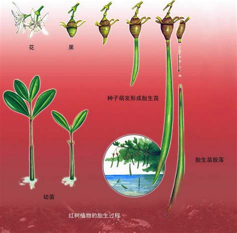 合力科学园地 胎生植物——红树