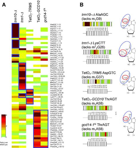 Trna Methylation Analyzed By Microarray A Three Different Types Of
