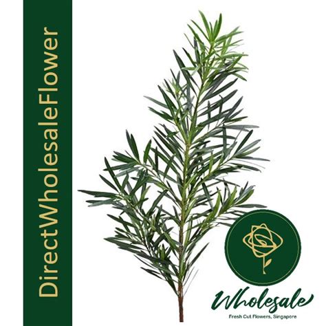 Podocarpus Song Leaf Flower Wholesale In Singapore