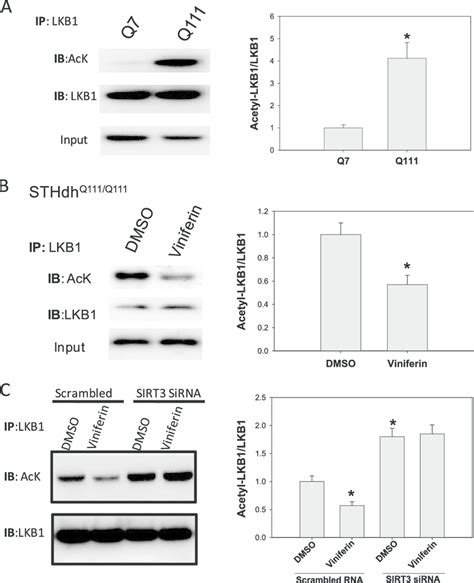 Viniferin Decreases Mutant Htt Induced Hyperacetylation Of Lkb1 And