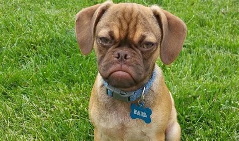 Earl Lerede Imbronciato Di Grumpy Cat Wired