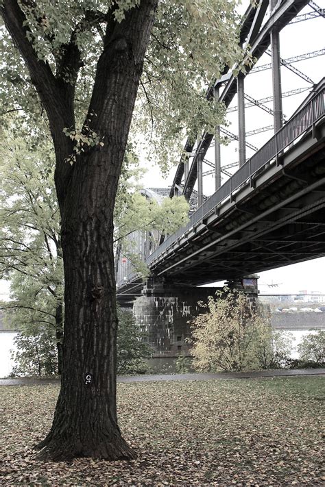 Free Images Tree Branch Architecture Flower Steel Spring