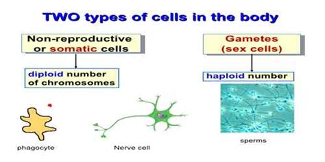 Nature Of Living Cell On The Basis Of Function Qs Study