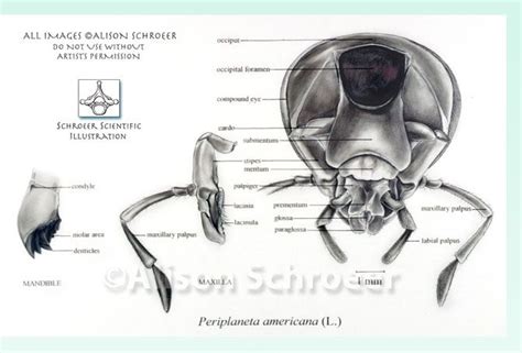 Portfolio 47 American Cockroach Head Dissection Illustration