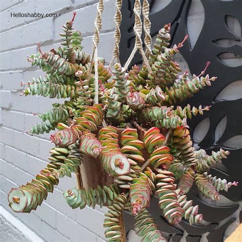 7 Best String Succulent That Hang ~ Interior And