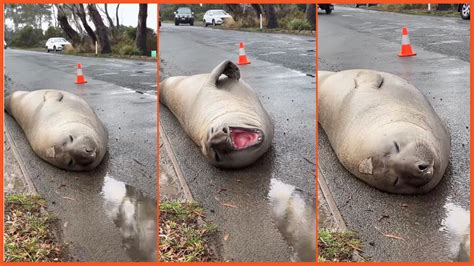‘i Love Him For Being An Absolute Menace Neil The Seal Escapes From