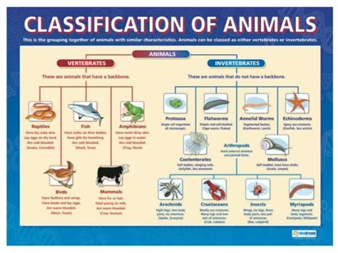 Animals Classification