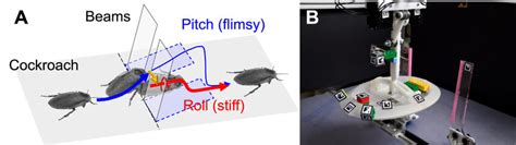 Discoid Cockroach And Robophysical Model Traverse Grass Like Beam