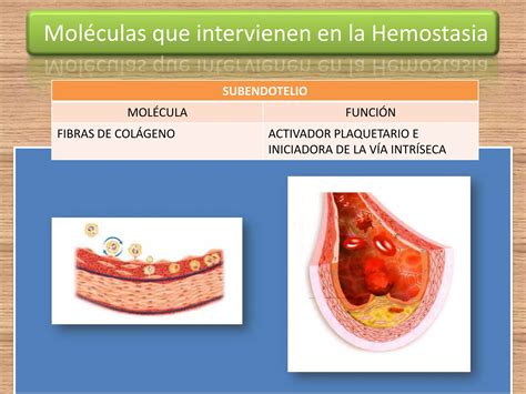 Hemostasia Tabla Moleculas De Hemostasis Y Esquema De Cascada