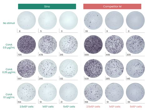 Mouse Ifn γ Elispot Kit Alp Sinobiological