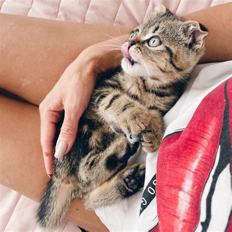 Боня разбойник