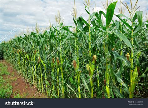 Sex Crazed Pupils Caught In Maize Field Tell Zimbabwe Keeping It Real