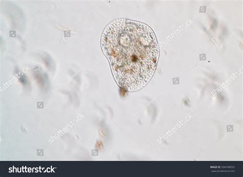 Amoeba Proteus Under A Microscope