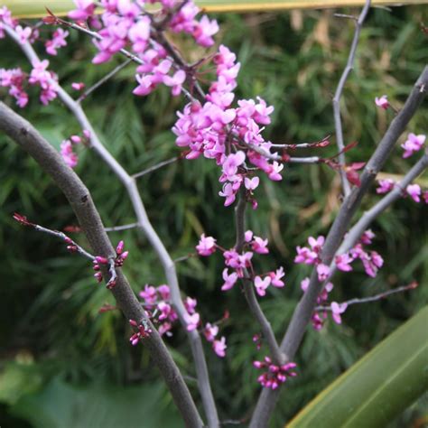 Western Redbud Tree Cercis Occidentalis Multi Plants Express