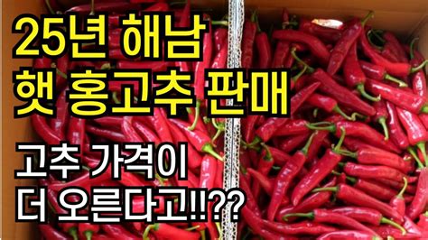 홍고추 가격 더 오르기 전에 빨리 Youtube