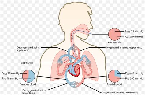 Gas Exchange Carbon Dioxide Oxygen Cycle Pulmonary Alveolus Diffusion