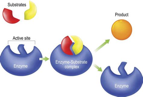 Understanding The Relationship Between Enzymes And Substrates