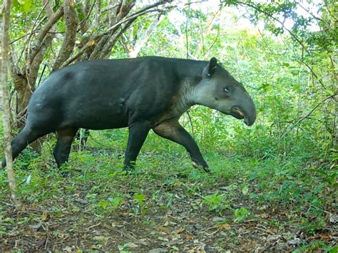 Guanacaste Wildlife Monitoring All You Should Know Before You Go 2026