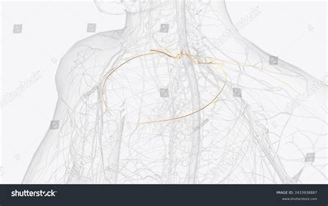 T1 Spinal Nerve Over 19 Royalty Free Licensable Stock Illustrations