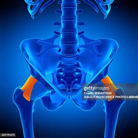 Ligamento Iliofemoral Stock Grafiken Clipart Cartoons Und Symbole