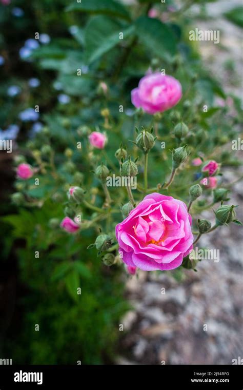 A Close Up Shot Of Pink Garden Roses Garden Roses Are Predominantly