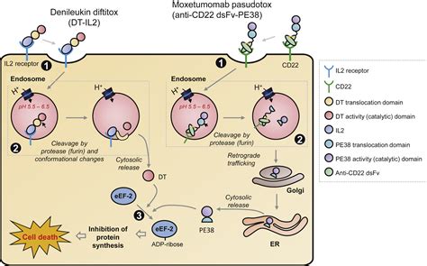 Critical Issues In The Development Of Immunotoxins For Anticancer