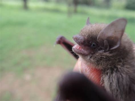 The Delicate Art Of Identifying Bats By Their Penis Bones Atlas Obscura