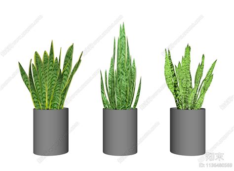 虎尾兰su模型下载【id1136480569】知末su模型网